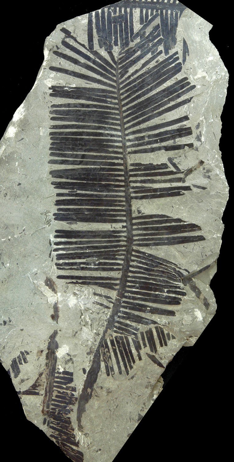 10-pterophyllum-filicoides – Deposits